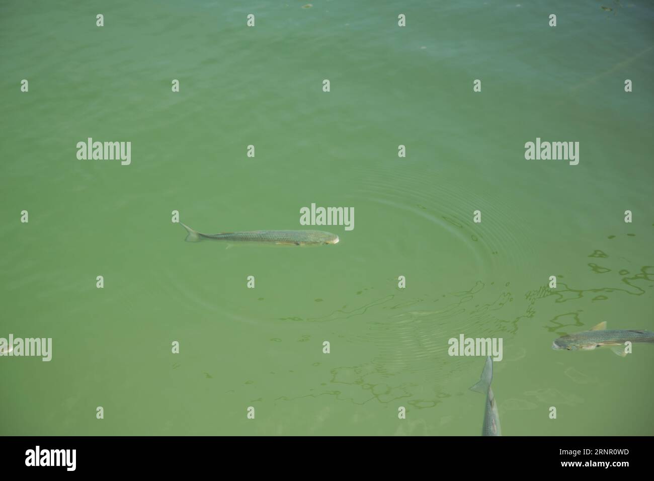 big fish in clear water Stock Photo - Alamy