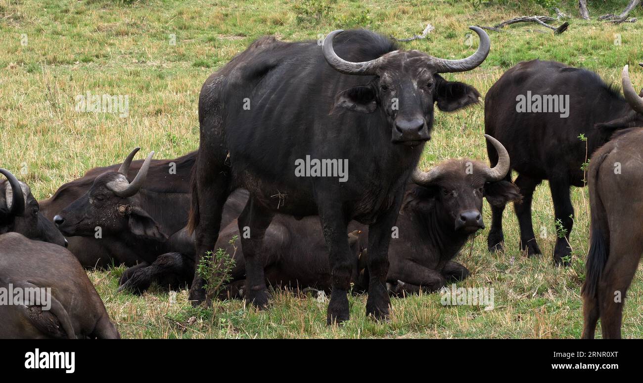 African Buffalo, syncerus caffer, Group resting, Masai Mara Park in ...