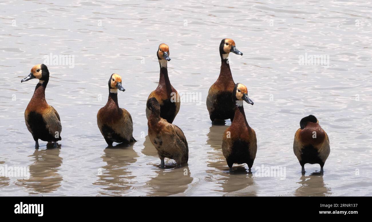 White faced whistling duck kenya hi-res stock photography and images ...