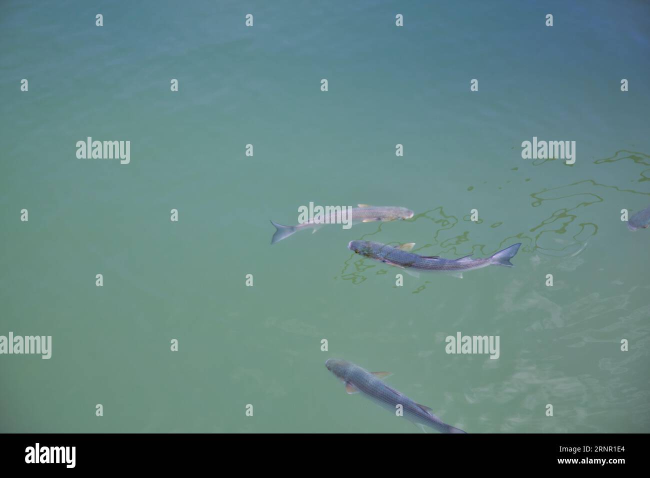Big fish small pond hi-res stock photography and images - Alamy