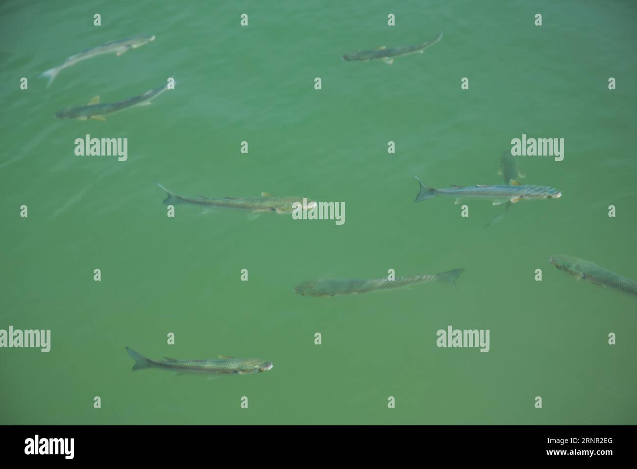 big fish in clear water Stock Photo - Alamy