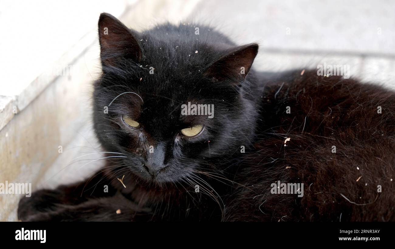 Black dirty cat try to sleep Stock Photo - Alamy