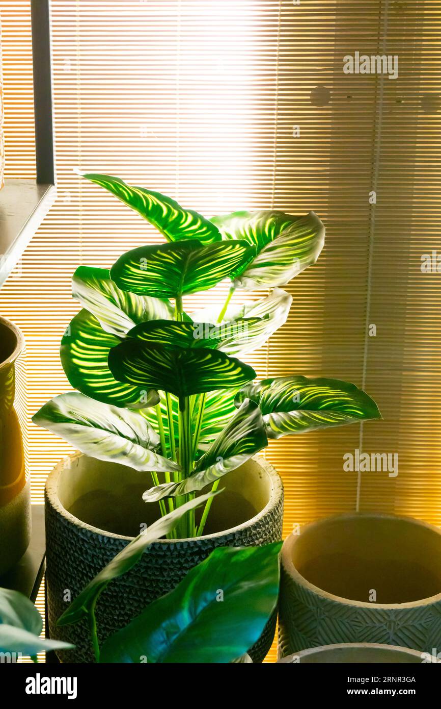 Ornamental greens plant inside a handmade clay pot next to some empty ...