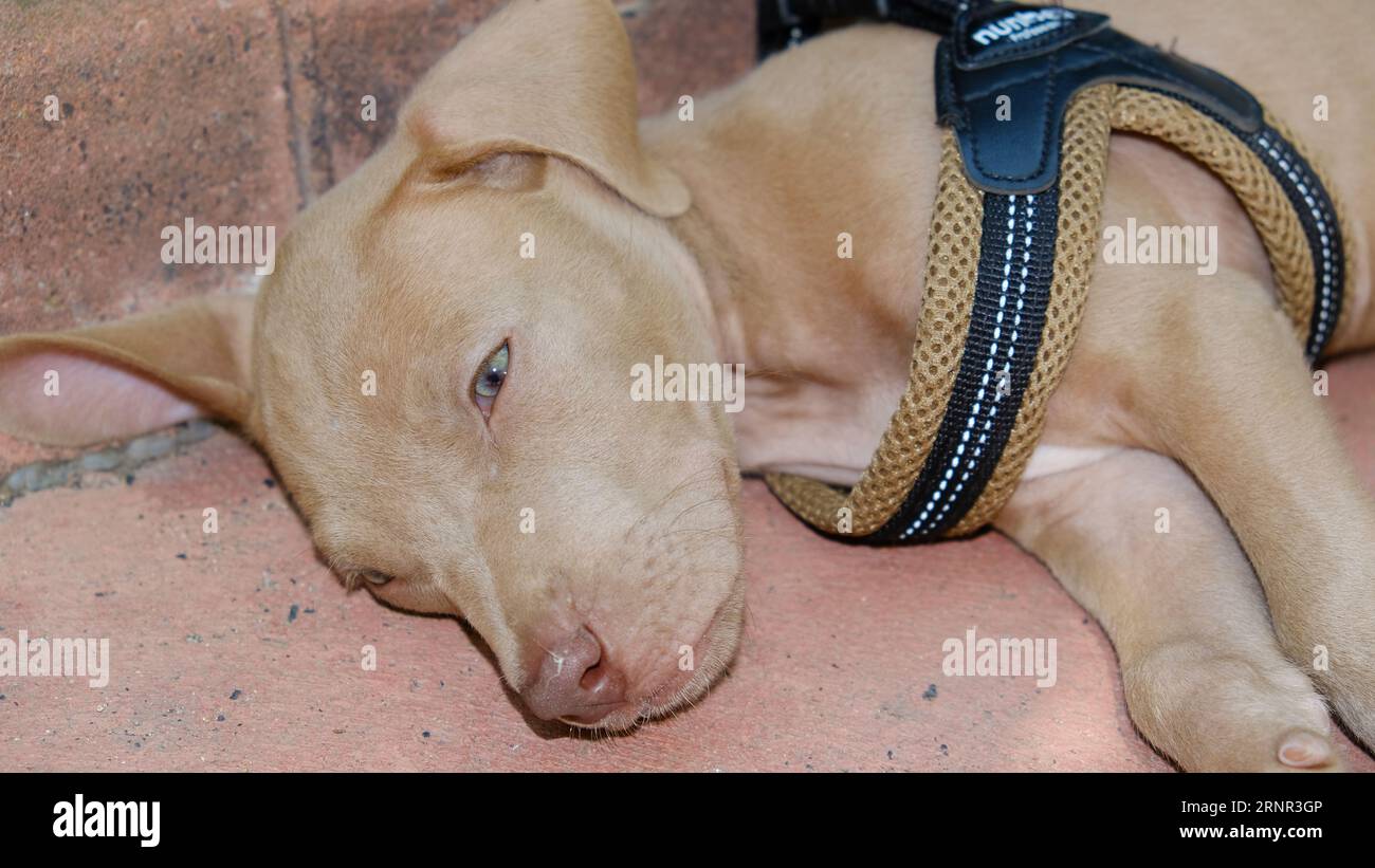 Little Aaron the pitbull is taking a nap in the yard Stock Photo - Alamy