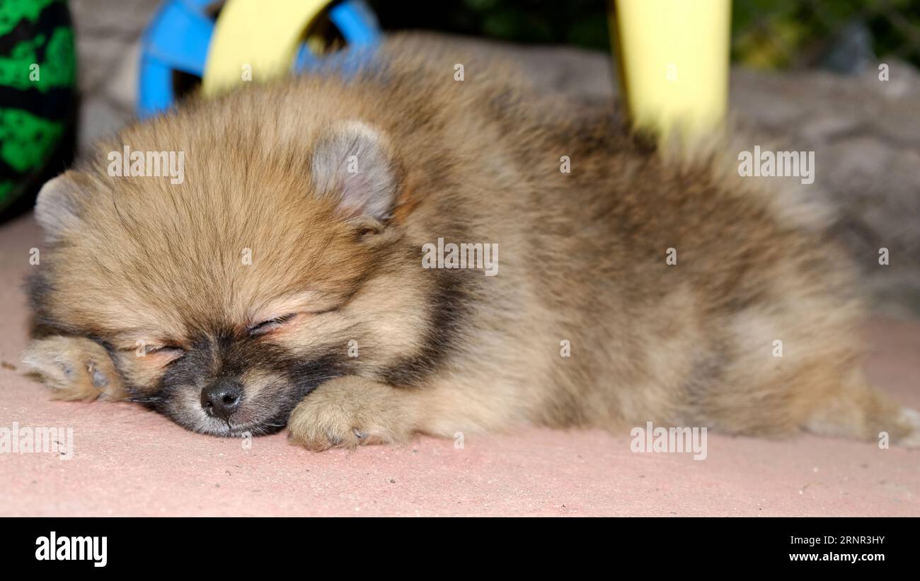 Baby pomeranian hi-res stock photography and images - Alamy