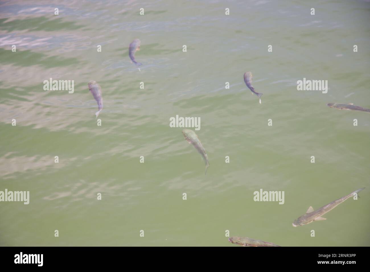 big fish in clear water Stock Photo - Alamy