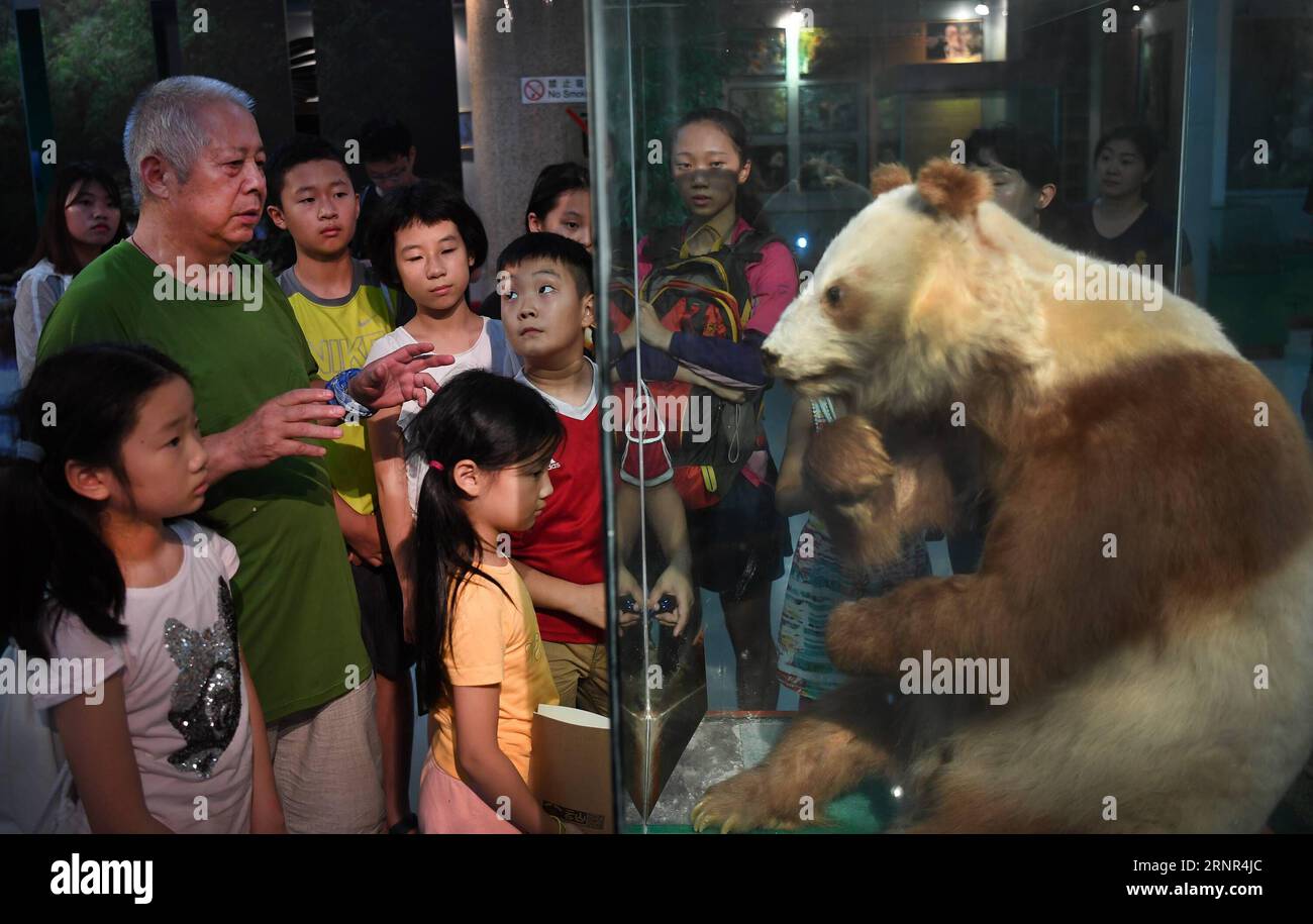 The giant panda story hi-res stock photography and images - Alamy