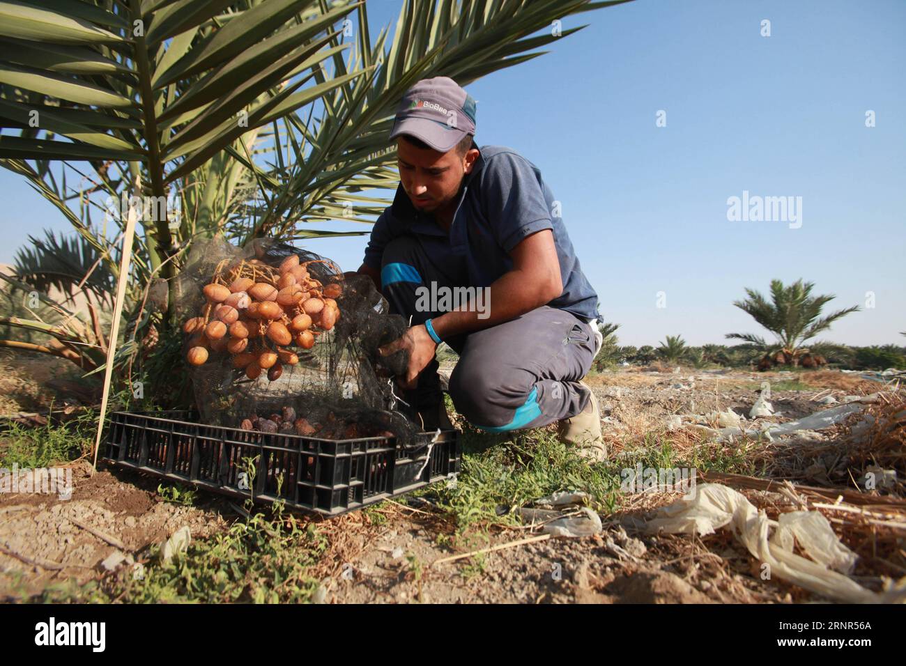 (170919) -- JERICHO, Sept. 19, 2017 -- A Palestinian farmer harvests ...