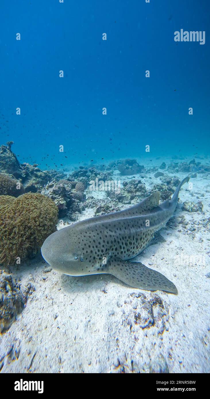 Close up portrait of a zebra shark resting on a sea floor Stock Photo ...