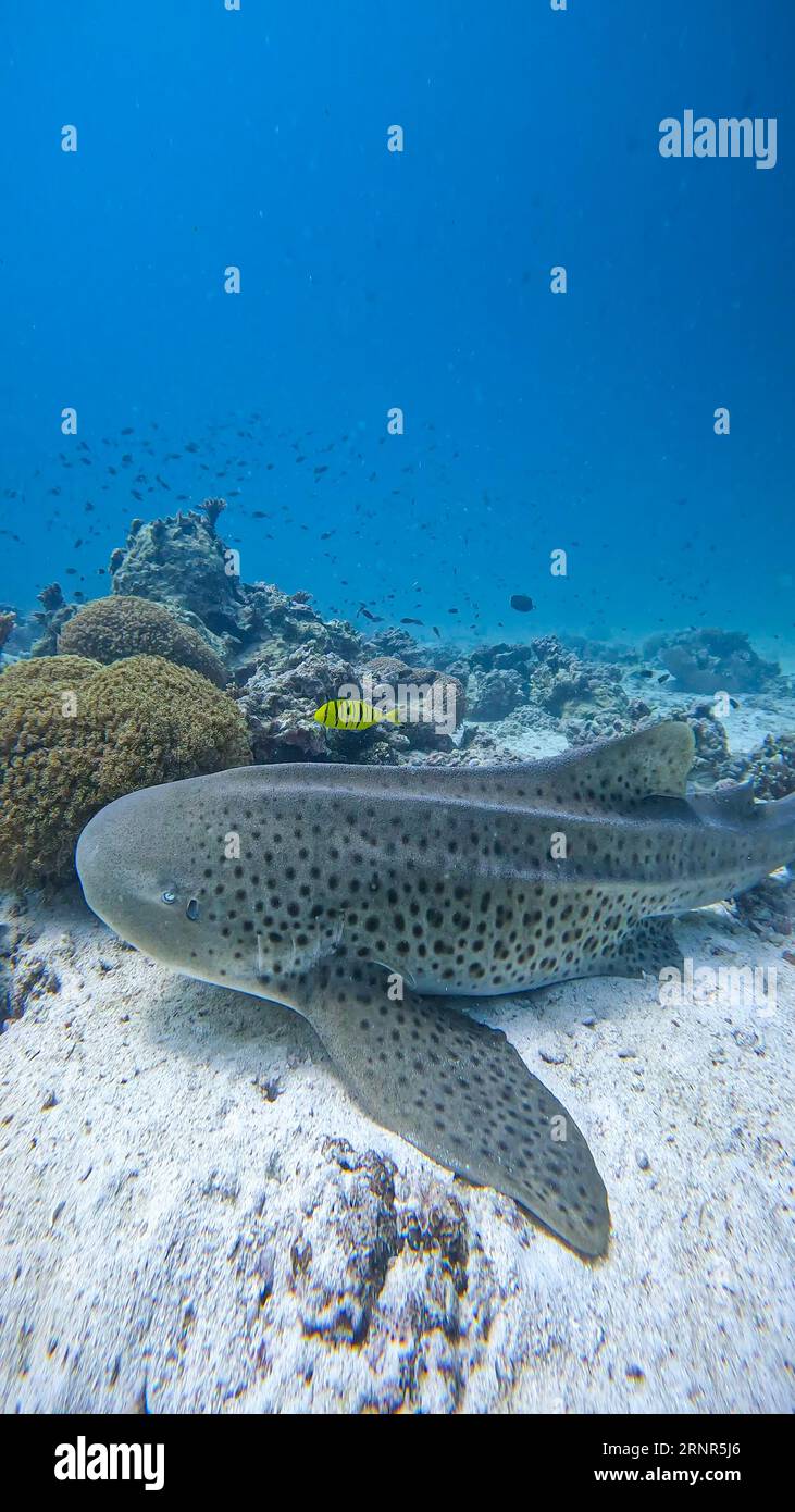 Close up portrait of a zebra shark resting on a sea floor Stock Photo ...