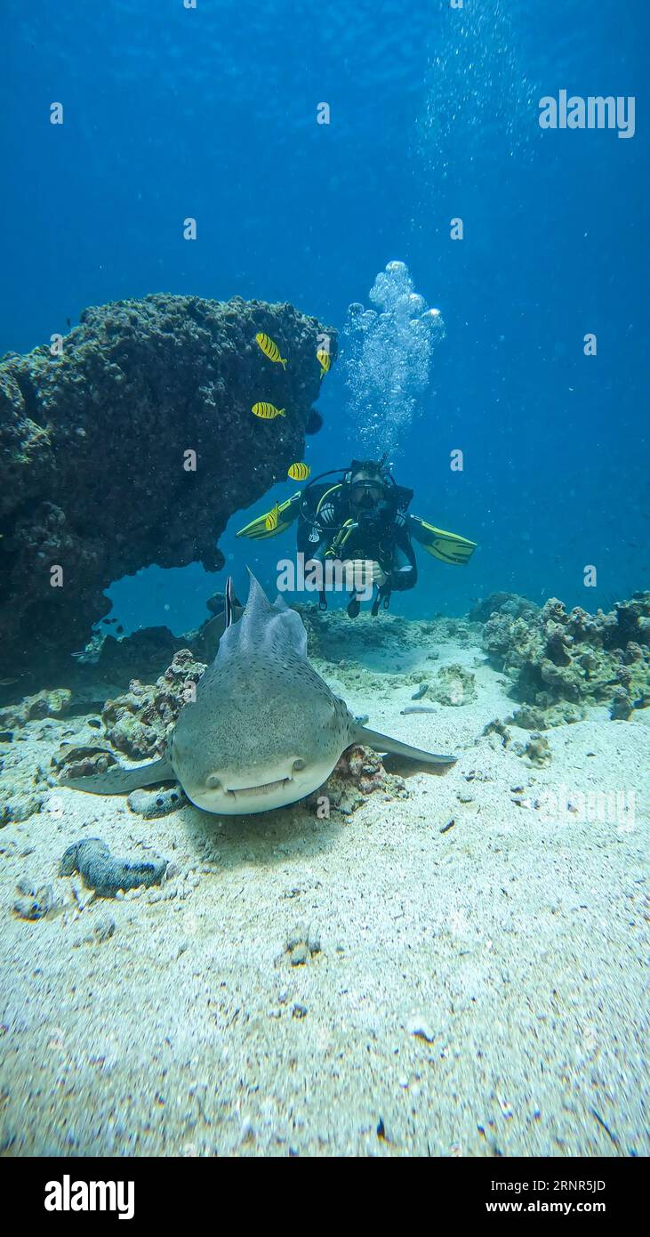 Diver posing with a zebra shark Stock Photo - Alamy