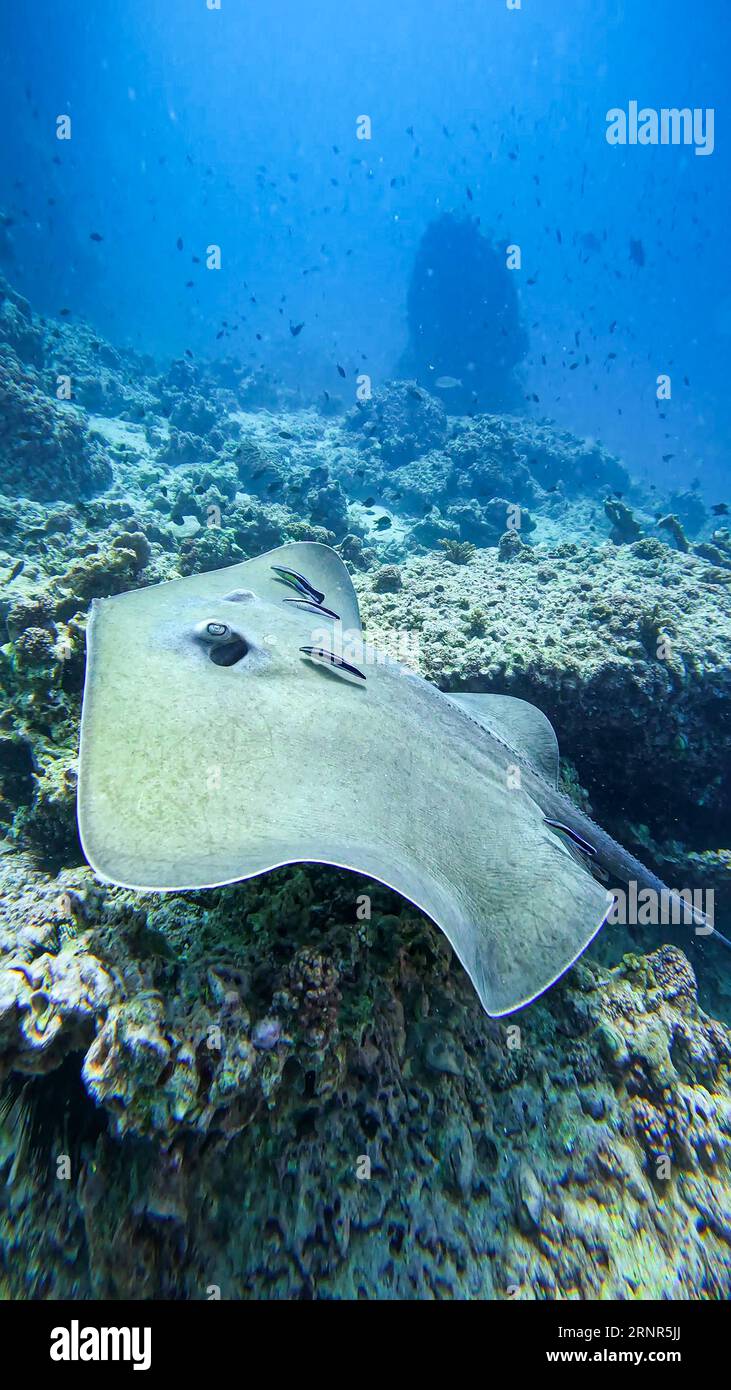 Stingray gopro hi-res stock photography and images - Alamy