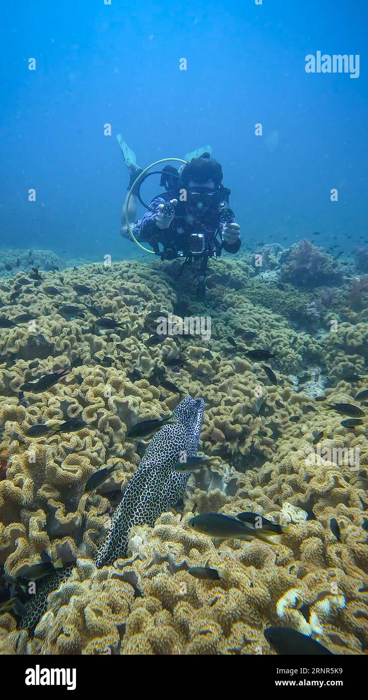 Diver taking a picture of a honeycomb moray eel Stock Photo - Alamy