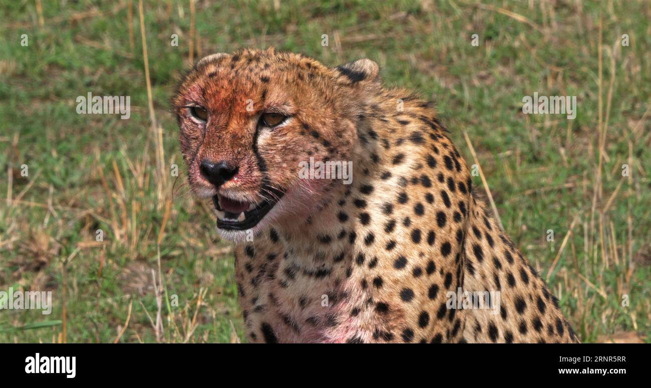 Cheetah, acinonyx jubatus, Adult with Bloody face, with a Kill, a ...