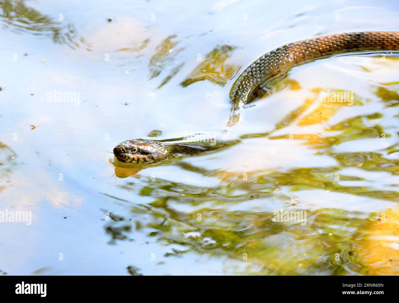 Banded water snake hi-res stock photography and images - Alamy