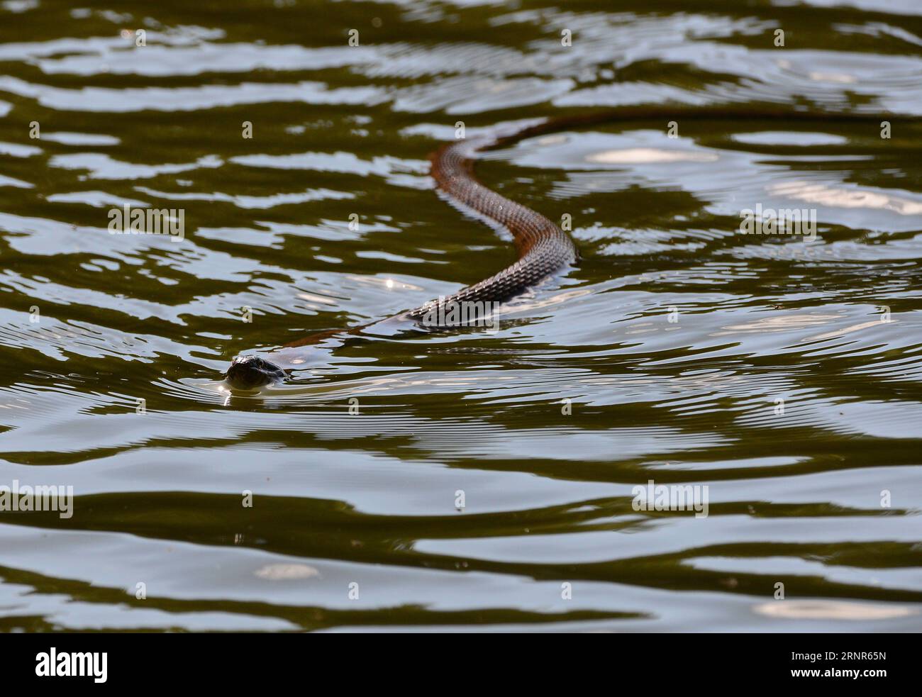 Banded water snake in lake Stock Photo - Alamy