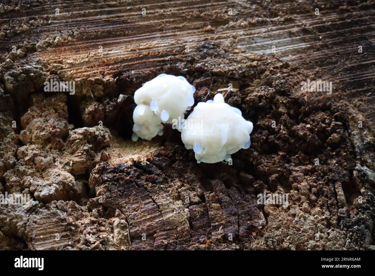 Conifer brain on dead Conifer Stock Photo - Alamy