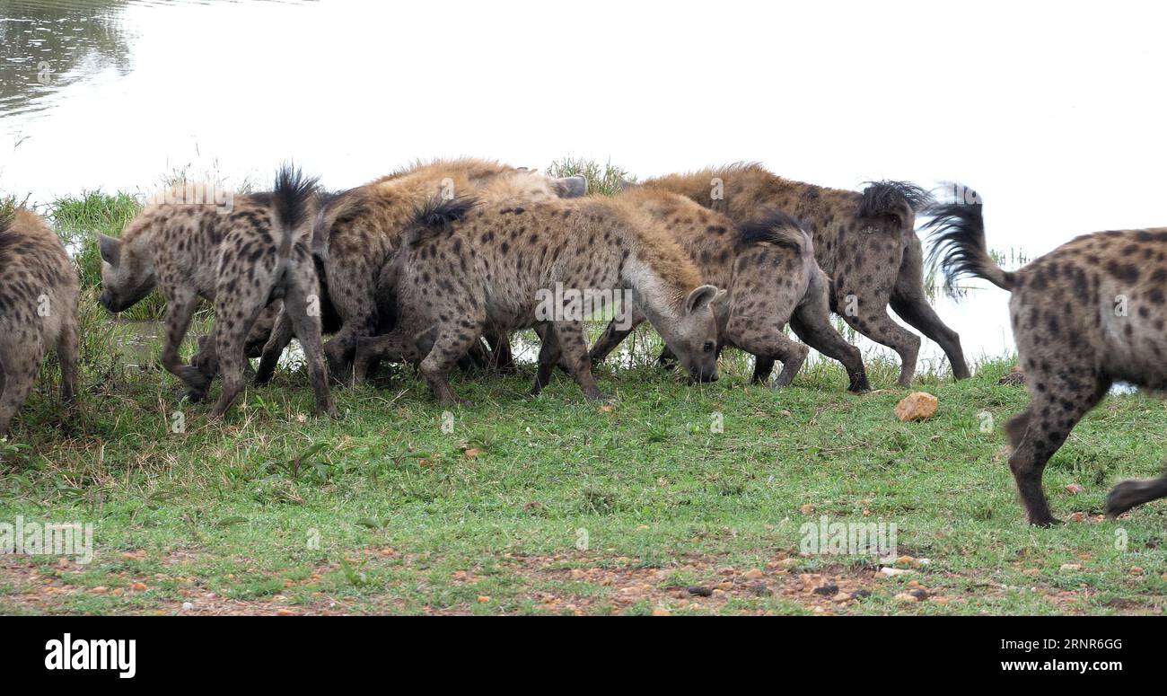 Spotted Hyena, crocuta crocuta, Group standing at Pond, Masai Mara Park ...