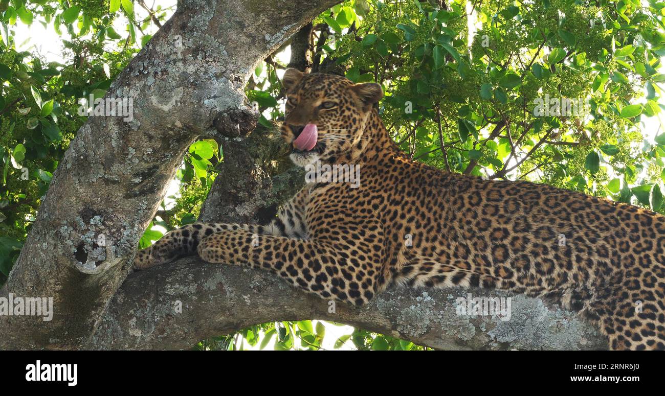 Leopard on tree masai hi-res stock photography and images - Alamy