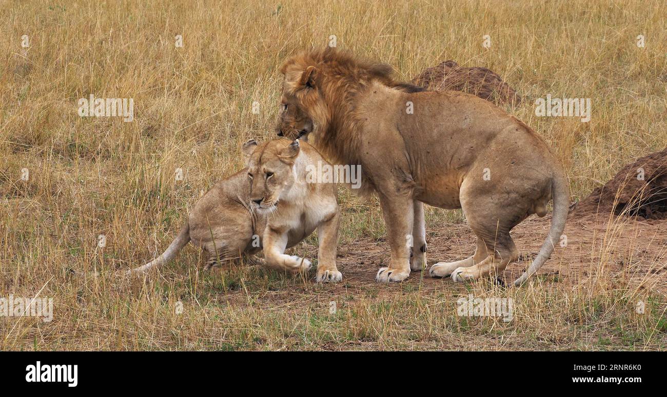 African Lion, panthera leo, Pair Mating, Masai Mara Park in Kenya Stock ...