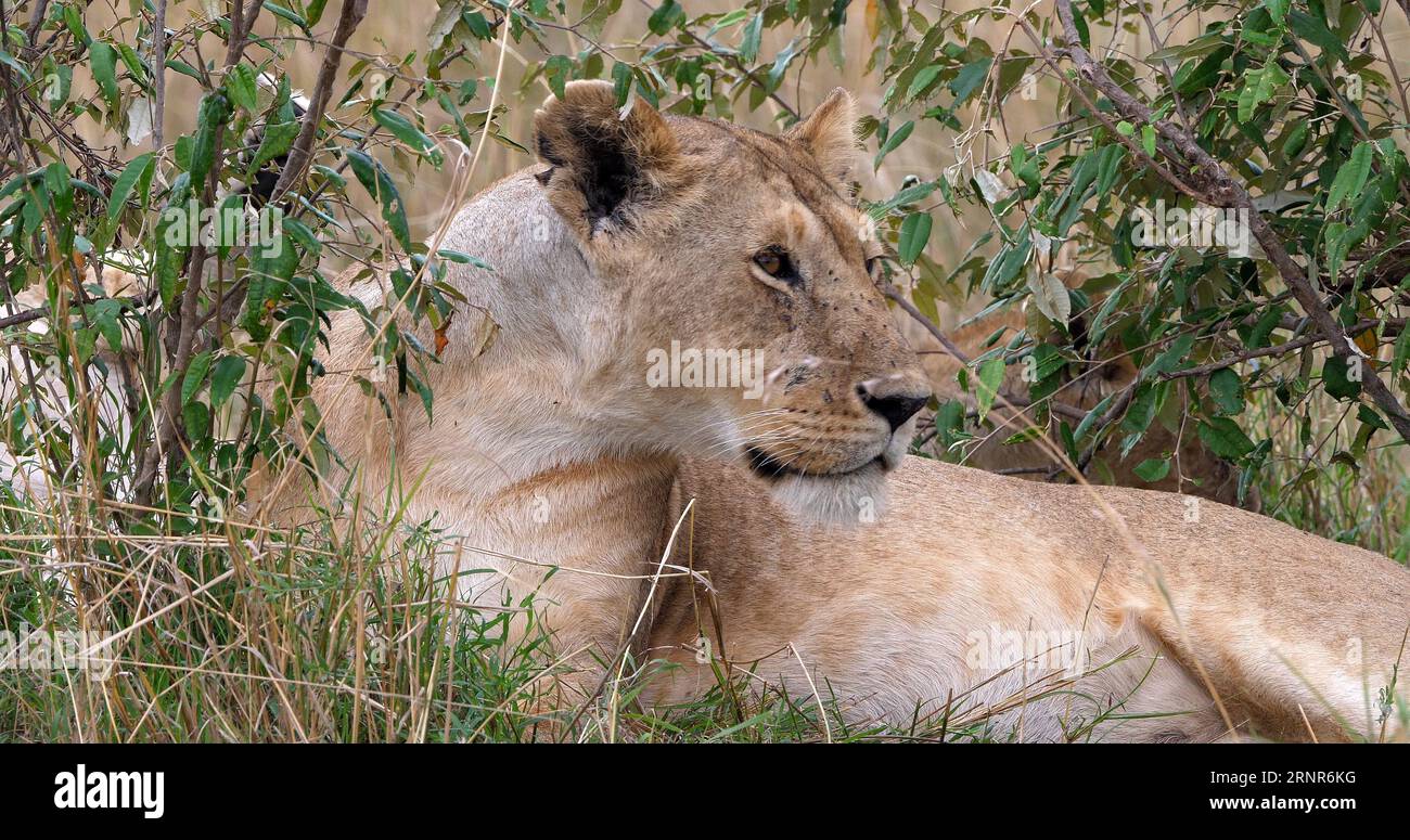 African Lion, panthera leo, Female laying in the Bush, Masai Mara Park ...