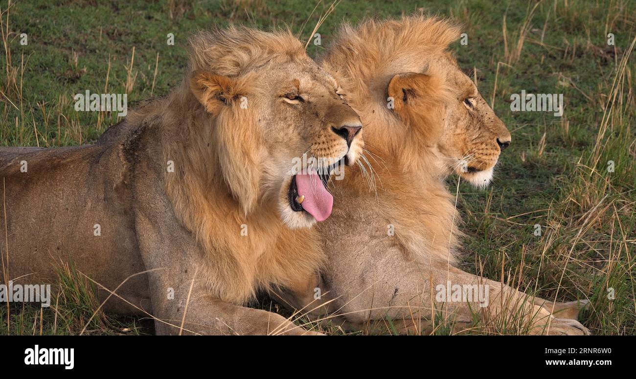 African Lion, panthera leo, Young Males, Masai Mara Park in Kenya Stock ...