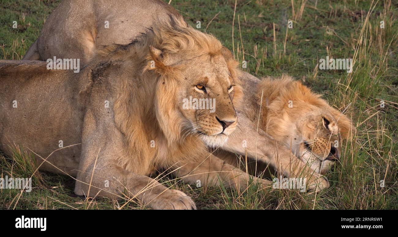 African Lion, panthera leo, Young Males, Masai Mara Park in Kenya Stock ...