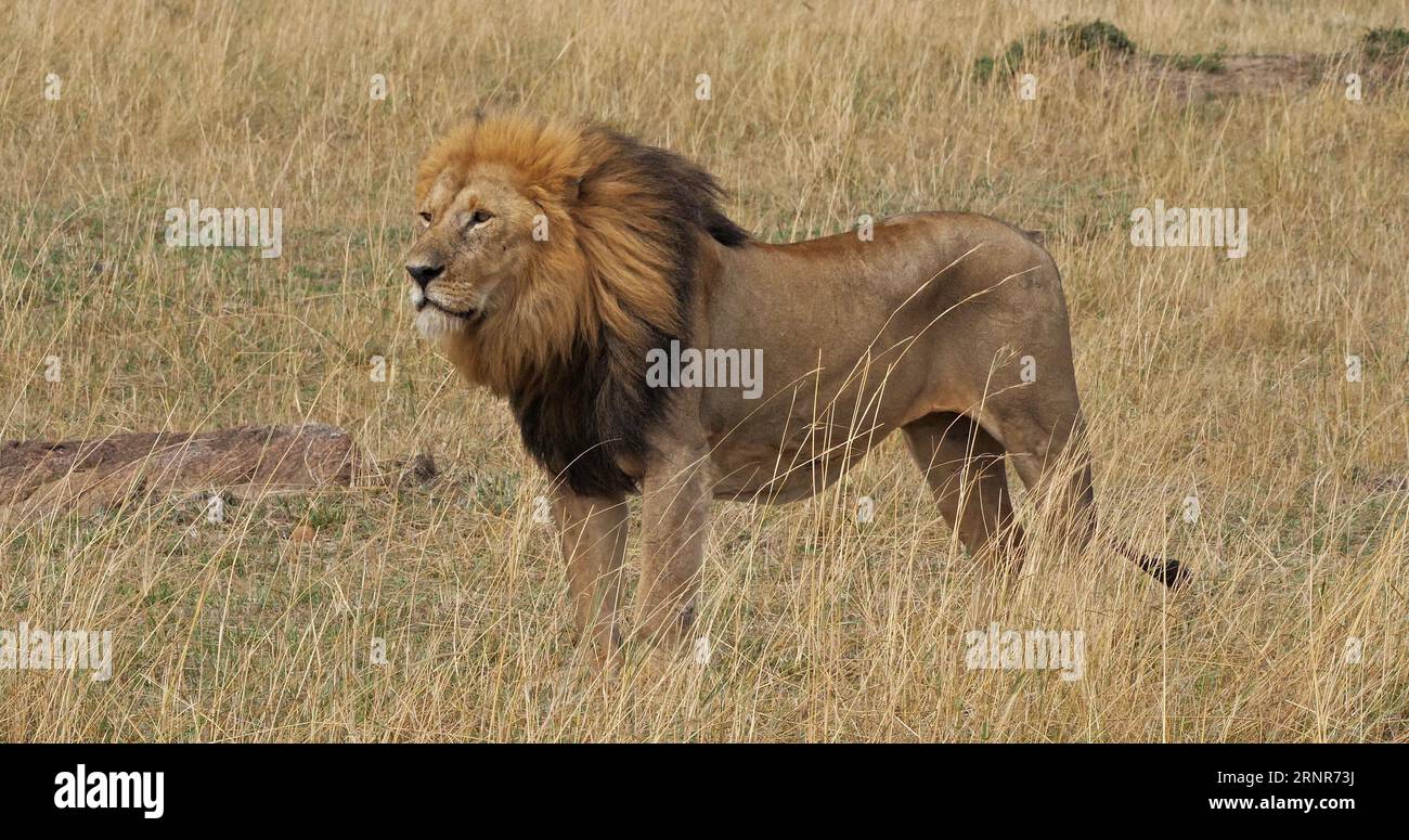African Lion, panthera leo, Male standing in Long Grass, Masai Mara ...
