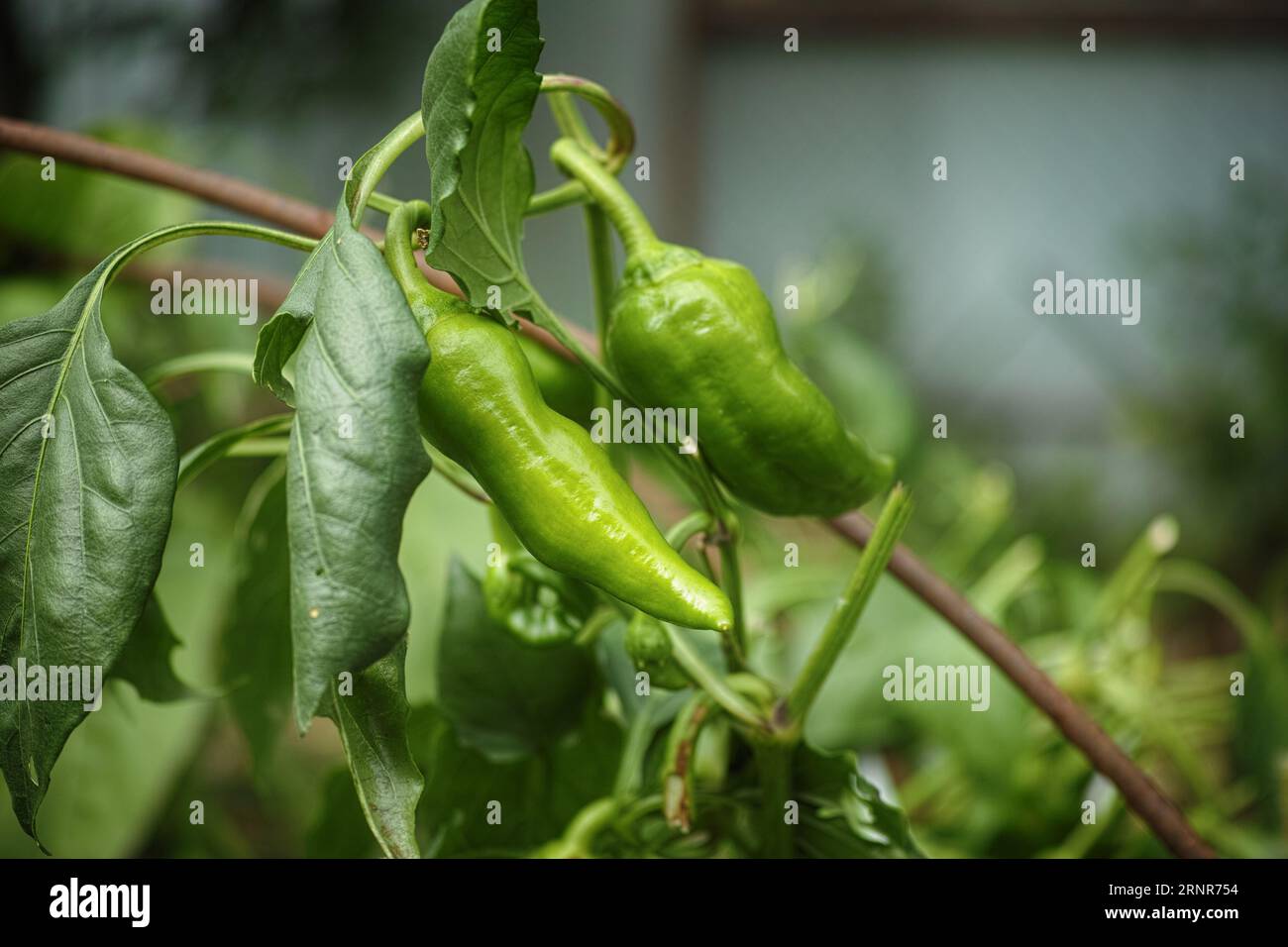 Unripe bell peppers hanging on a pepper plant. Close up Stock Photo - Alamy