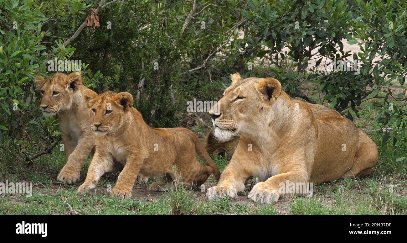 African Lion, panthera leo, Mother and Cubs, Masai Mara Park in Kenya ...