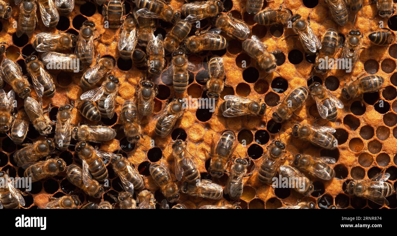|European Honey Bee, apis mellifera, Black Bees working on Bee Brood ...