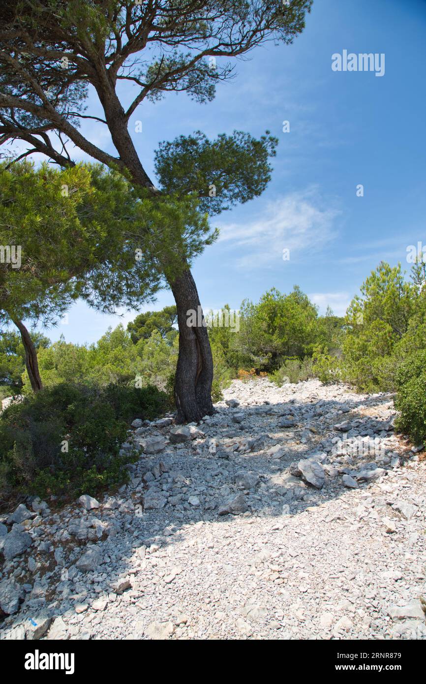 the calanques (france) with their impressive rocks, plants and crystal ...