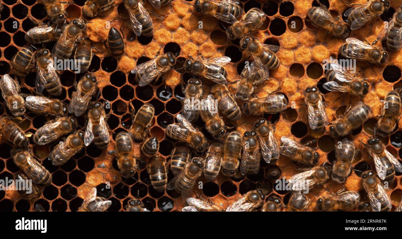 |European Honey Bee, apis mellifera, Black Bees working on Bee Brood ...