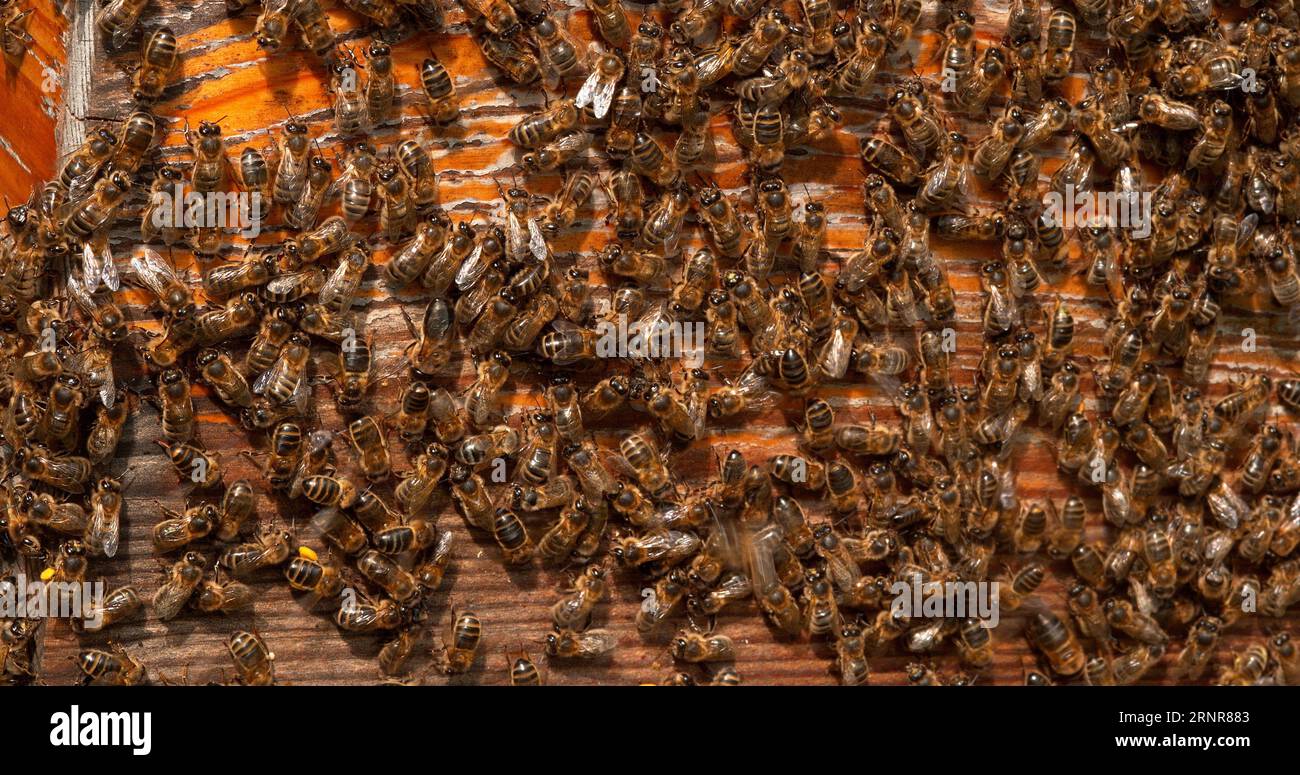 |European Honey Bee, apis mellifera, Black Bees standing at hive ...