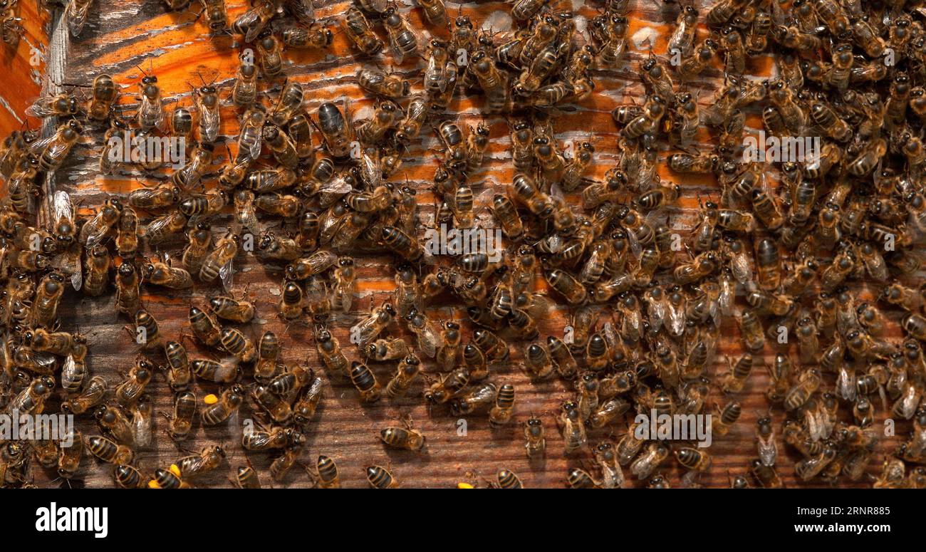 |European Honey Bee, apis mellifera, Black Bees standing at hive ...