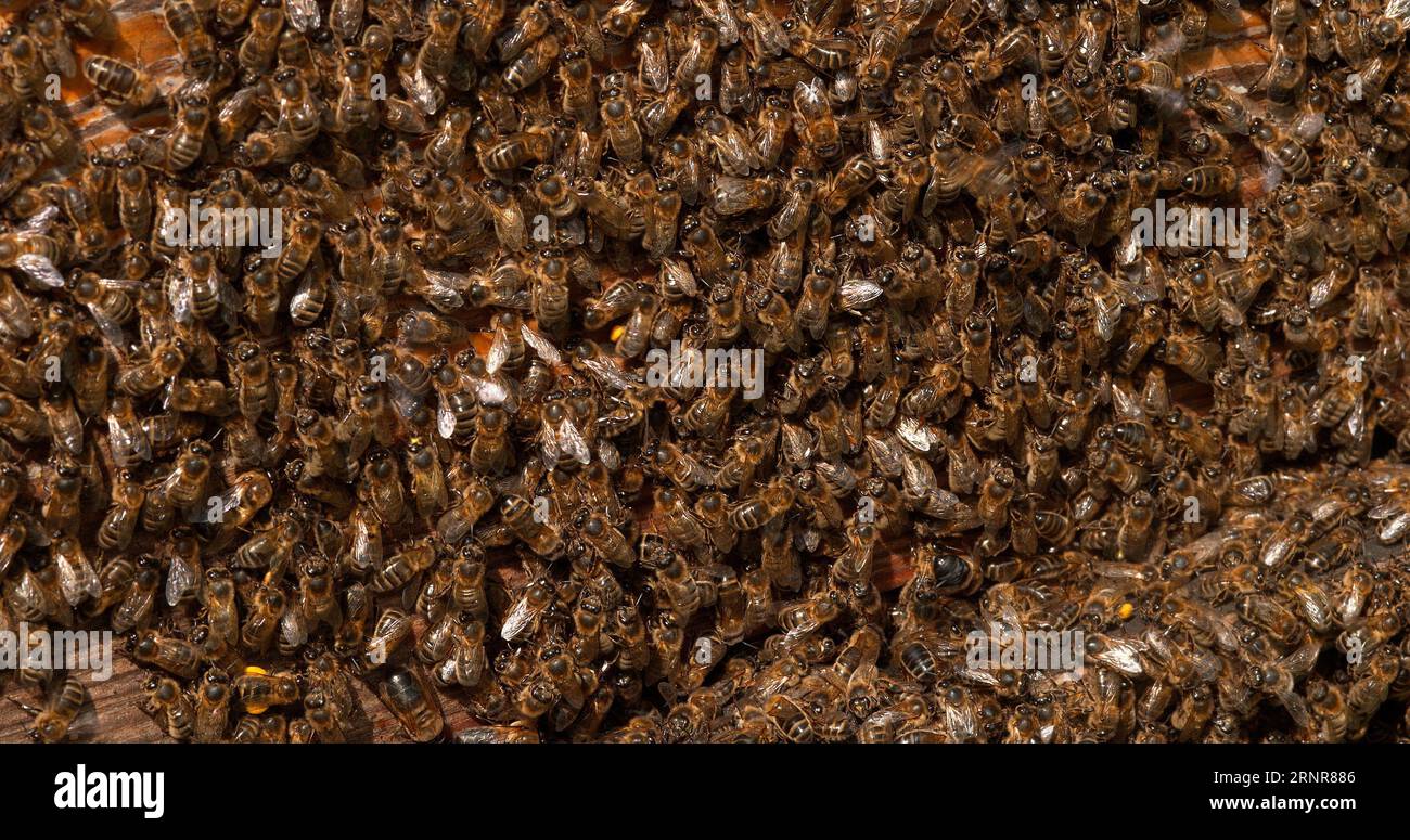 |European Honey Bee, apis mellifera, Black Bees standing at hive ...