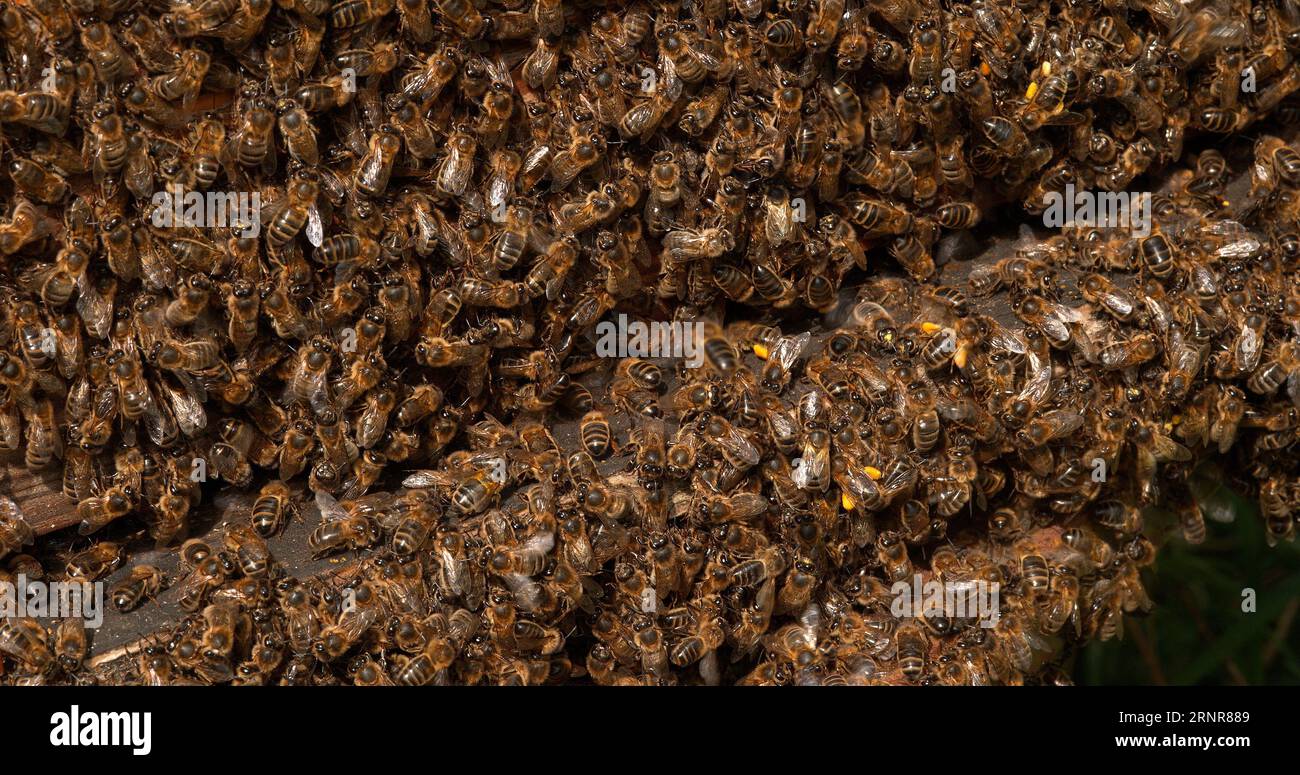 |European Honey Bee, apis mellifera, Black Bees standing at hive ...