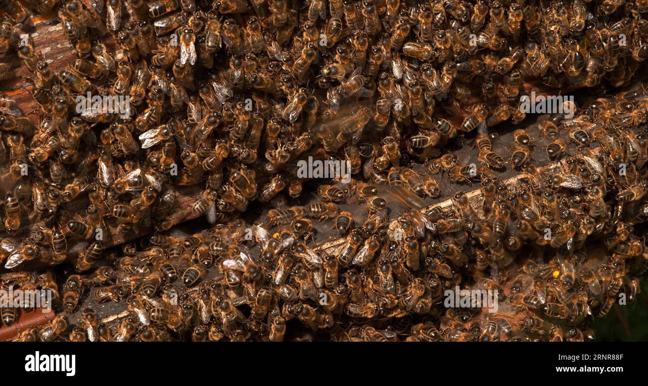 |European Honey Bee, apis mellifera, Black Bees standing at hive ...