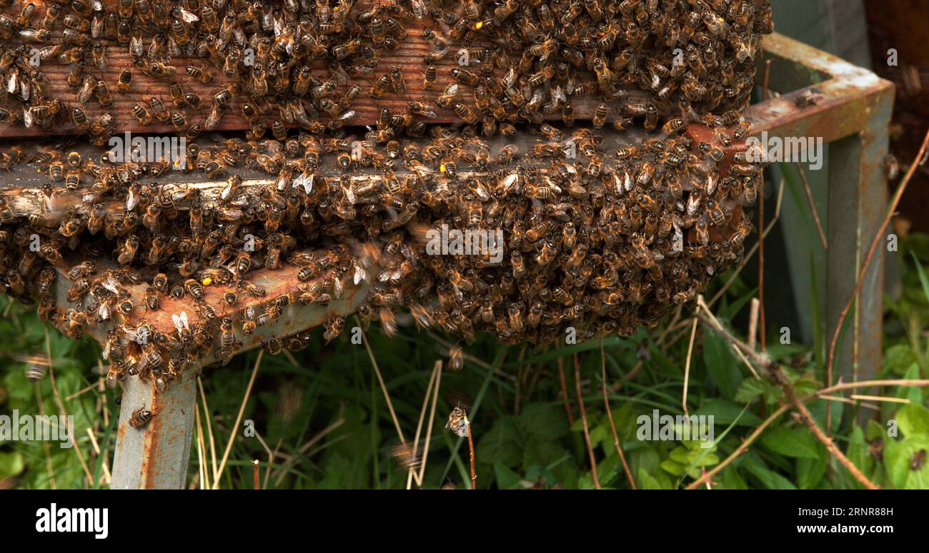 |European Honey Bee, apis mellifera, Black Bees standing at hive ...