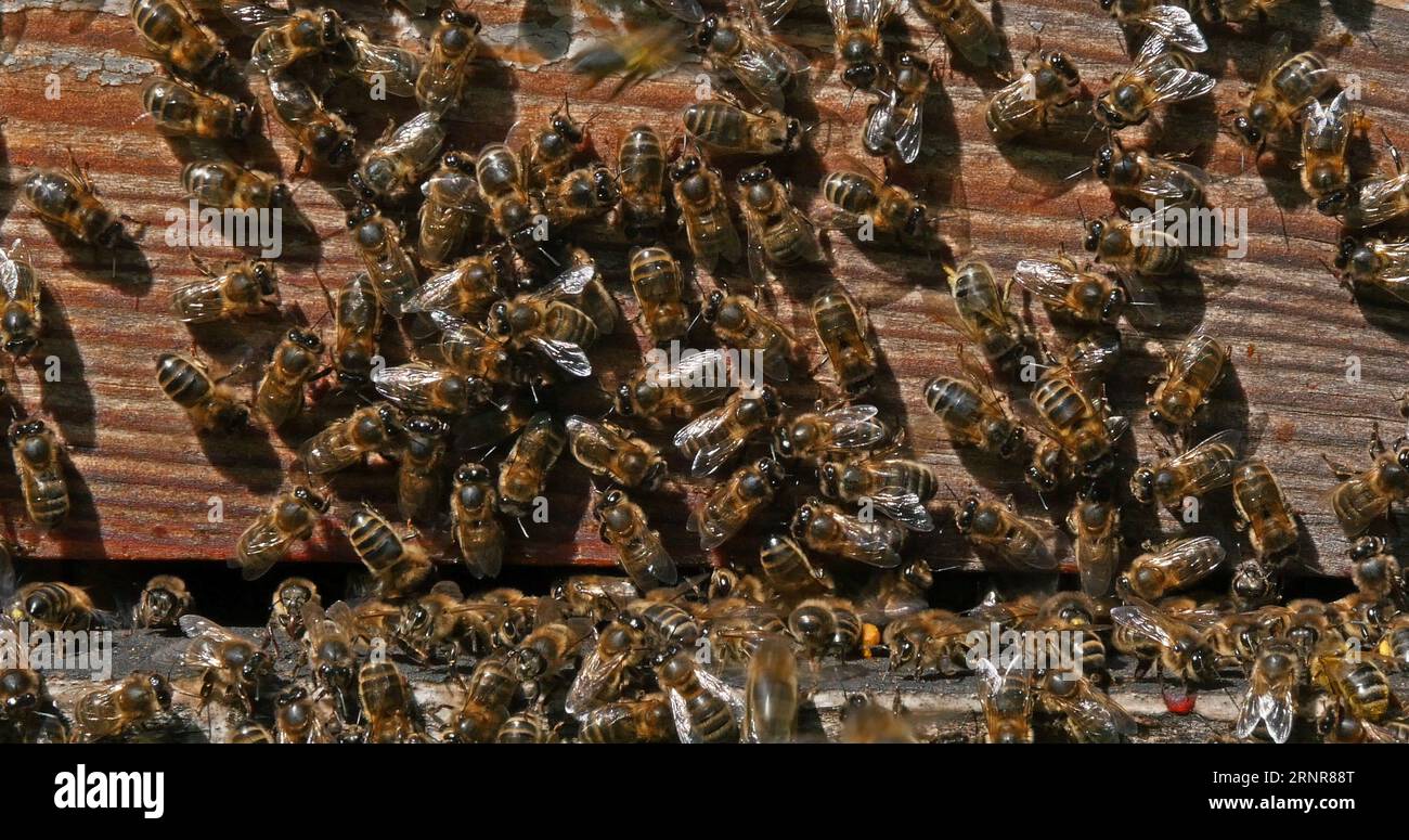 |European Honey Bee, apis mellifera, Black Bees standing at hive ...