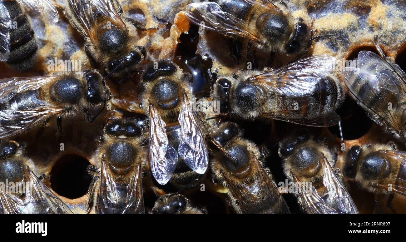 |European Honey Bee, apis mellifera, Black Bees eating Honey, Bee Hive ...