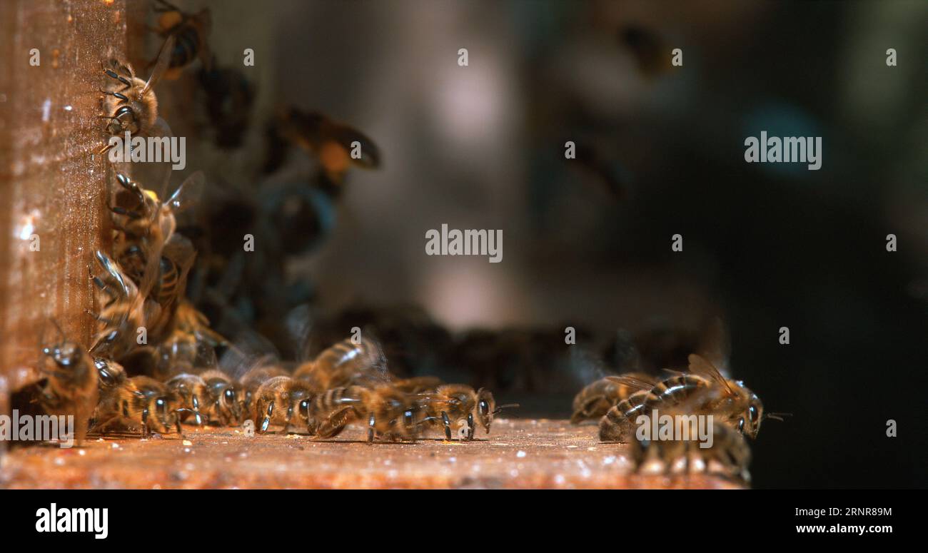 European Honey Bee, apis mellifera,Black bees at the entrance of the ...