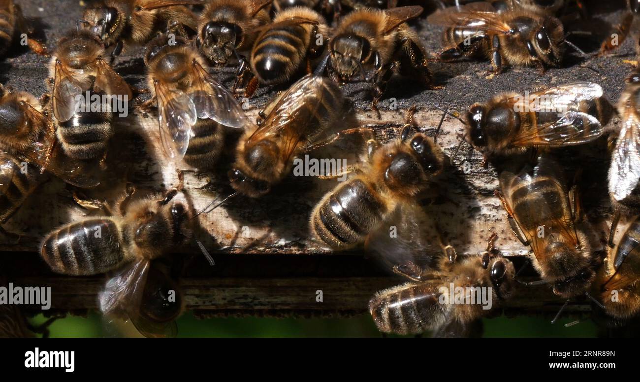 |European Honey Bee, apis mellifera, Black Bees working on Bee Brood ...