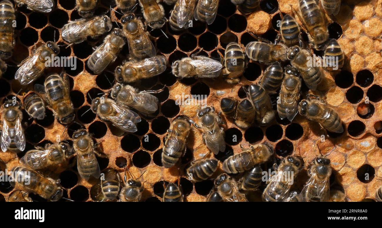 |European Honey Bee, apis mellifera, Black Bees working on Bee Brood ...