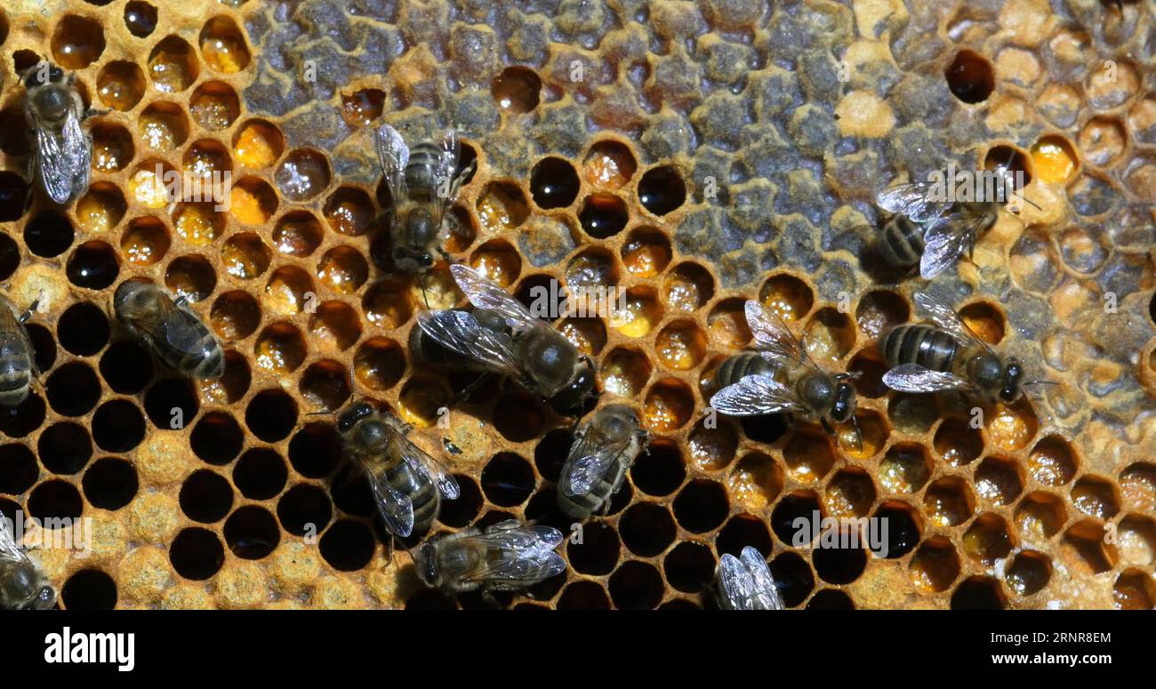 |European Honey Bee, apis mellifera, Bees working on a Brood Frame ...