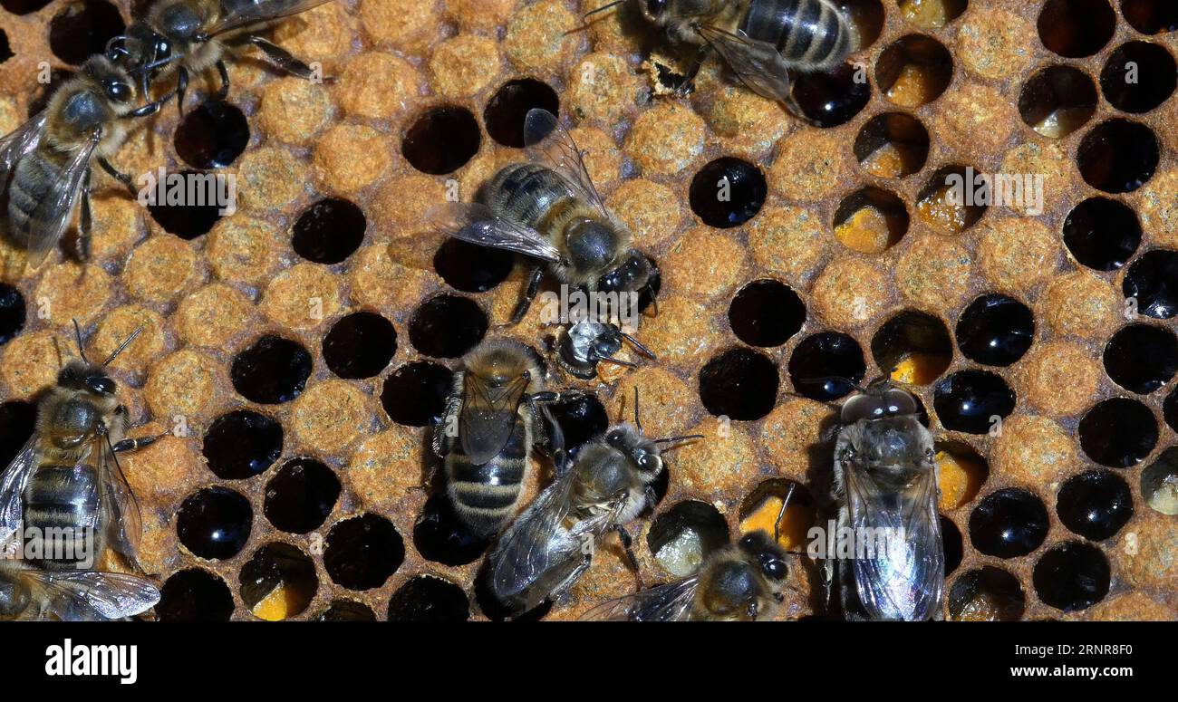 |European Honey Bee, apis mellifera, Bees working on a Brood Frame ...