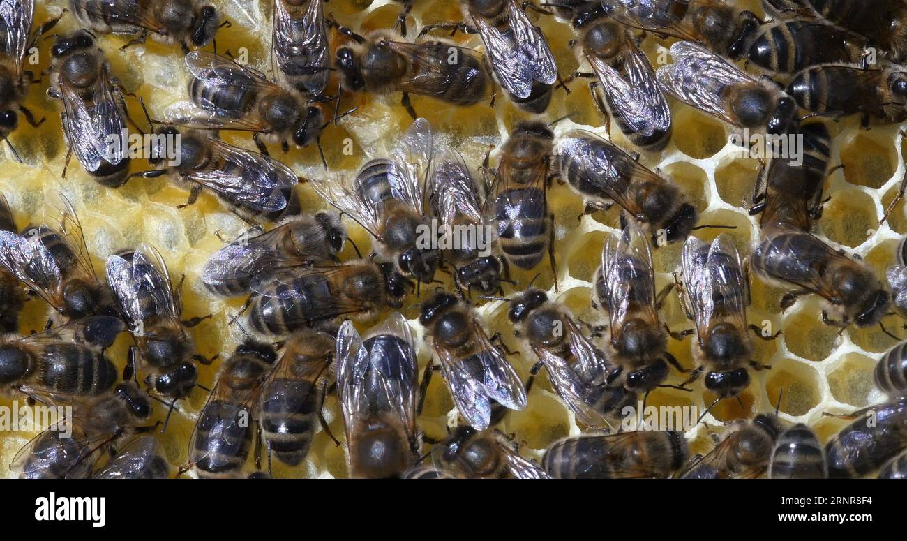 European Honey Bee Apis Mellifera Bees Working On A Frame With New