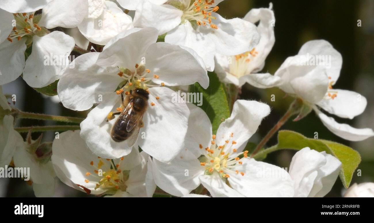 |European Honey Bee, apis mellifera, Bee foraging a Apple Tree Flower ...