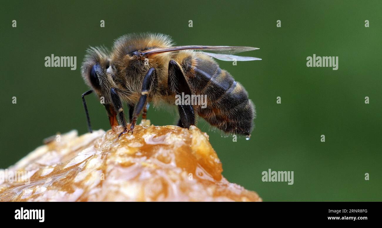 European Honey Bee, apis mellifera, black Bee Licking Honey, Hive in ...