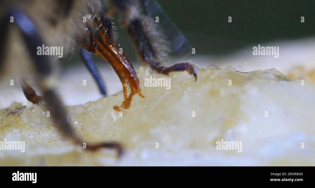 European Honey Bee, apis mellifera, black Bee Licking Honey, Close up ...